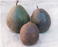 Black Pear - Worcestershire Orchards : Worcestershire Orchards