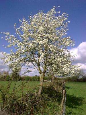 Black Pear - Worcestershire Orchards : Worcestershire Orchards